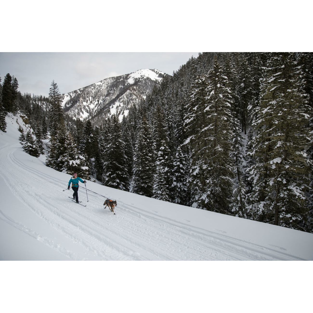 Ruffwear Omnijore™ Joring System Zuggeschirr für Hunde von Ruffwear ...